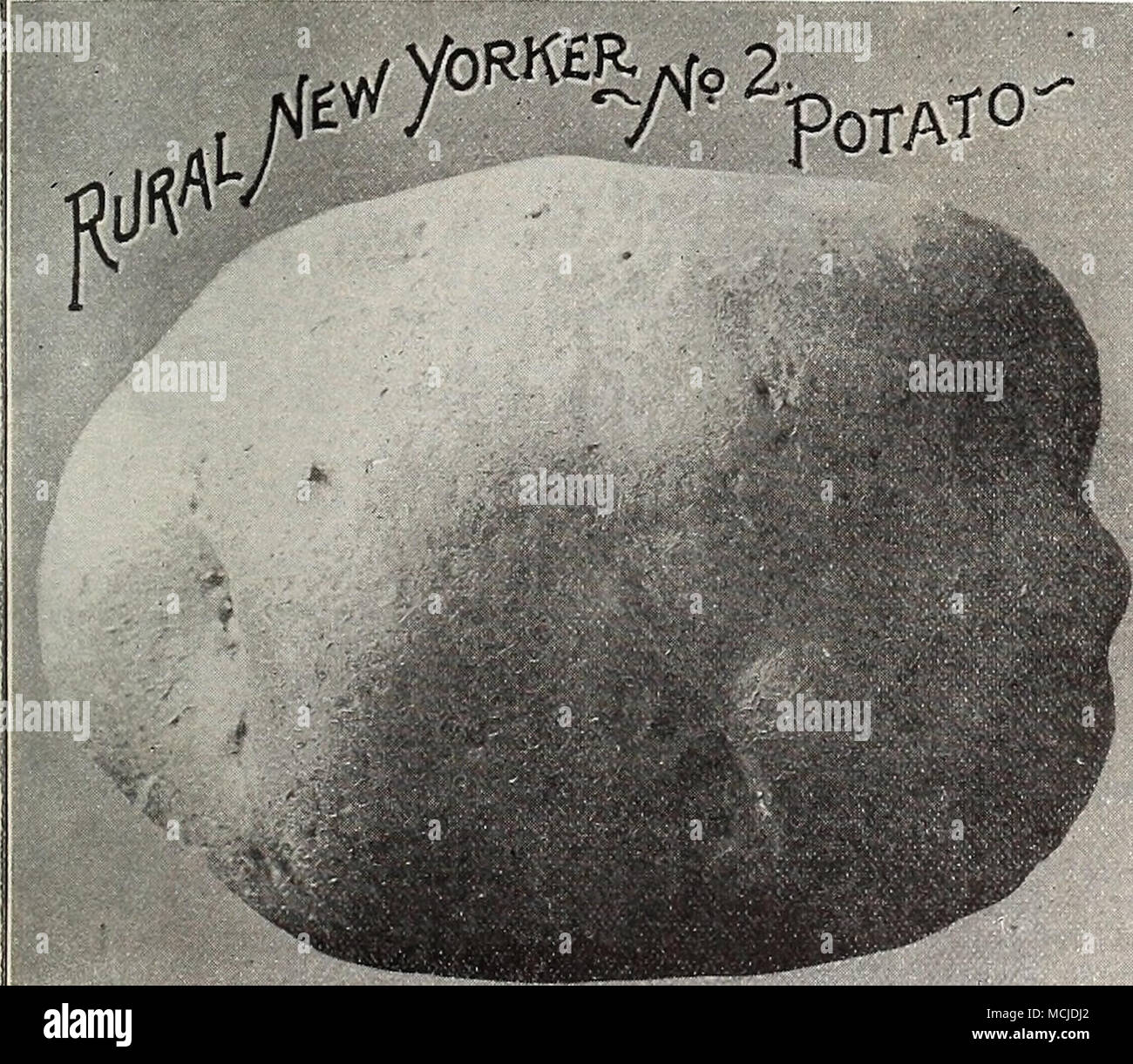 Irish cobbler hi-res stock photography and images - Alamy