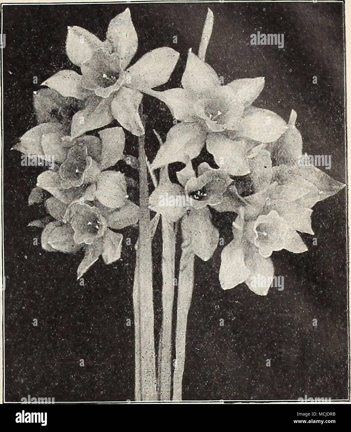 . Campernelle Jonquils. DOUBLE DAFFODILS. No collection of Narcissus is ...