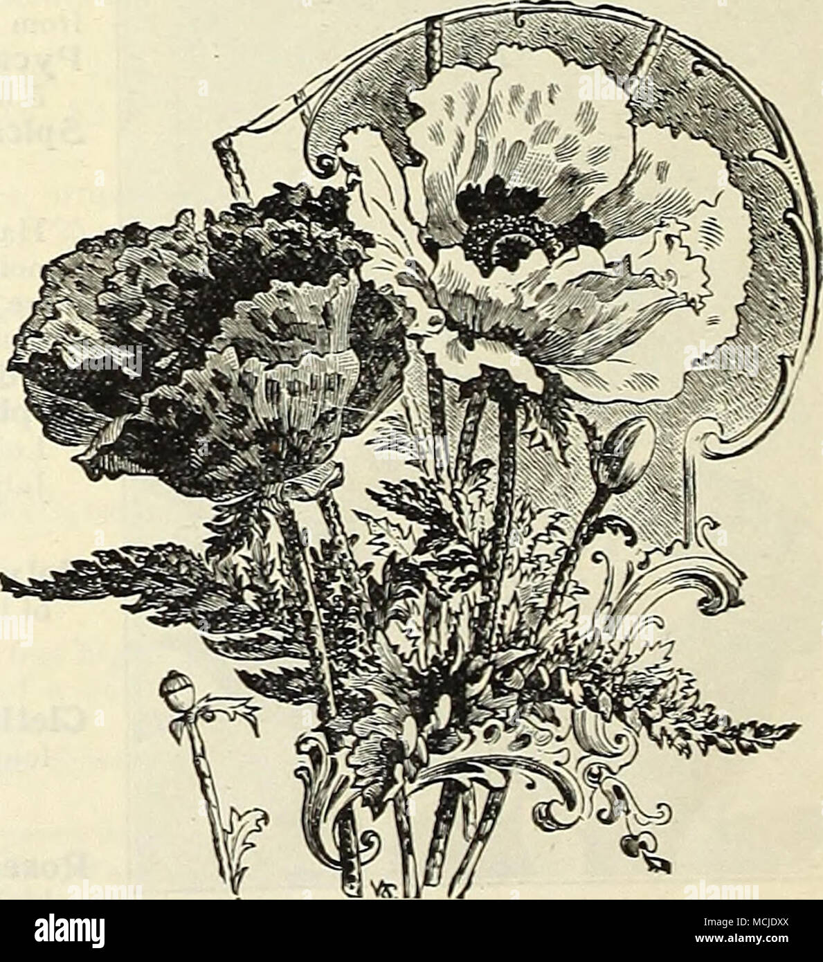 . Okientale Poppies. All Hardy Perennial Plants (except where noted) at ...