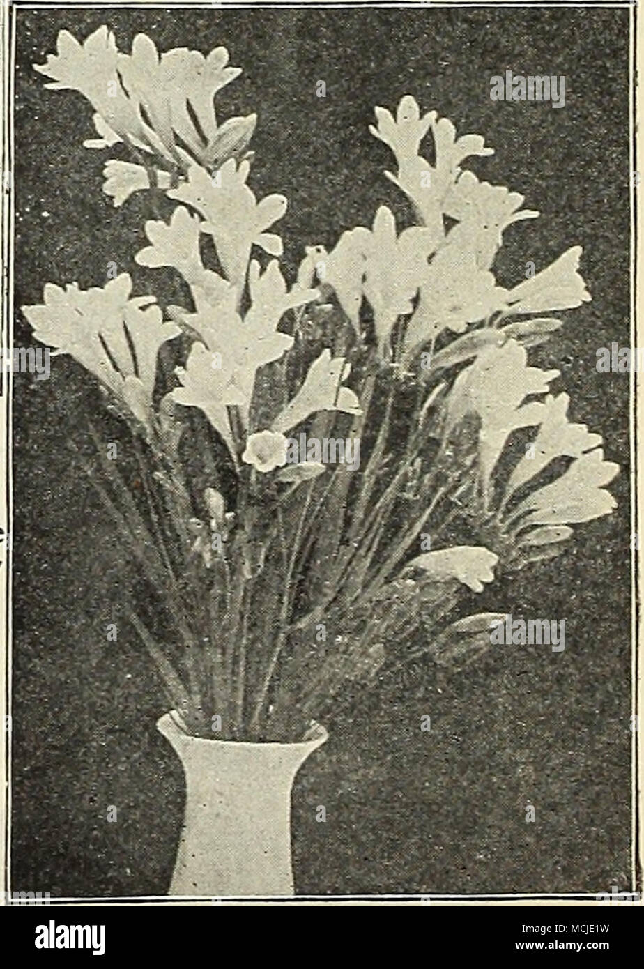 Freesia refracta ‘alba hi-res stock photography and images - Alamy