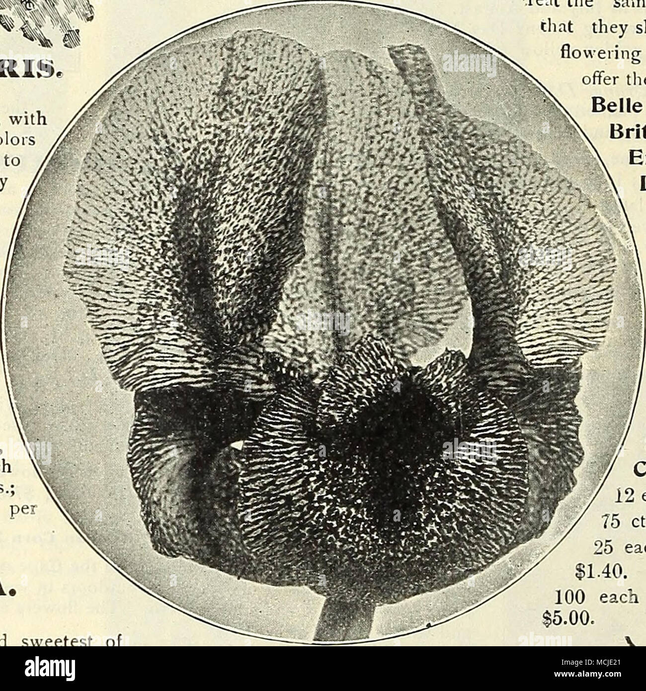 Iris susiana hi-res stock photography and images - Alamy