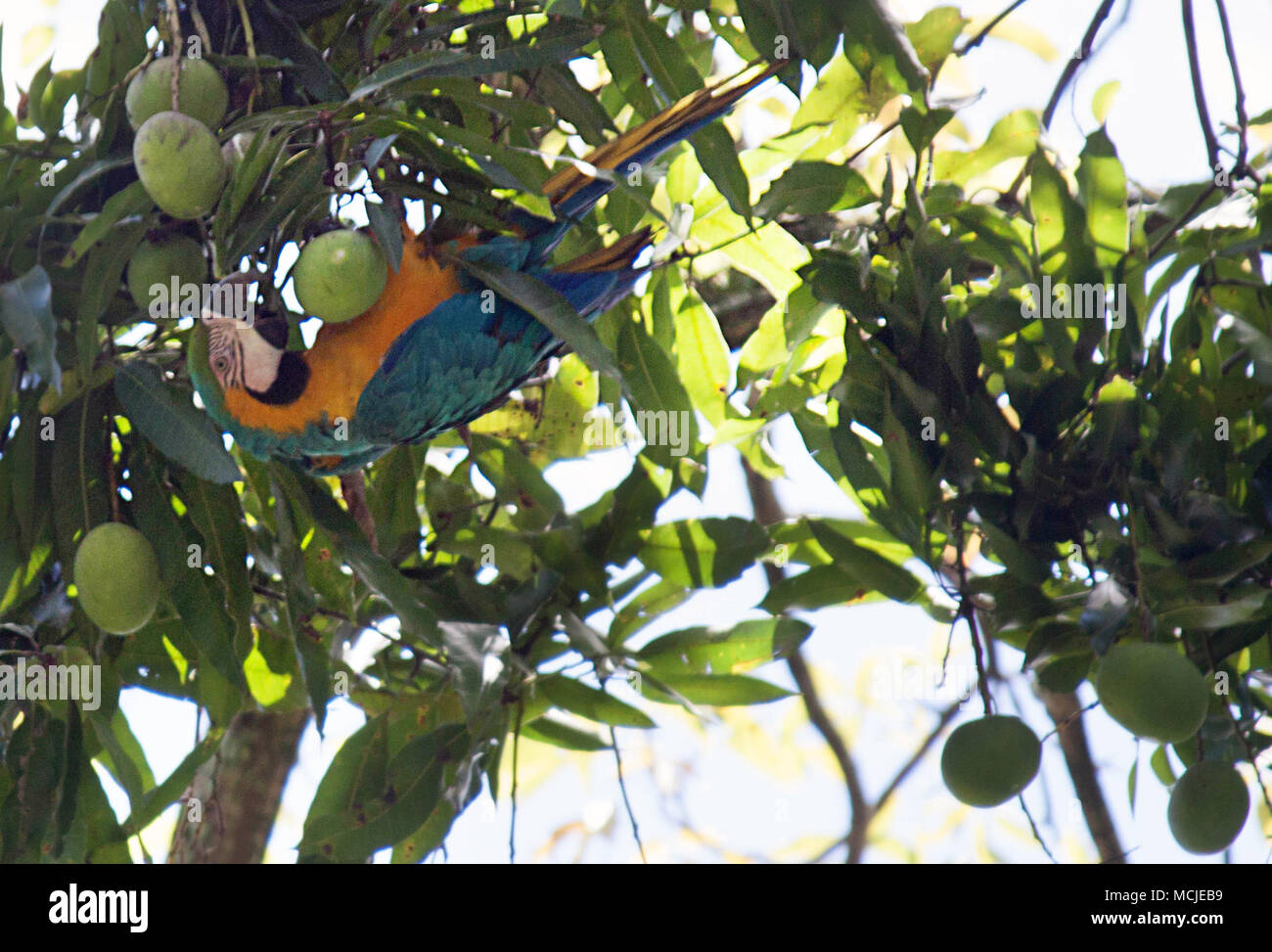 The blue-and-yellow macaw (Ara ararauna) also known as the blue-and ...
