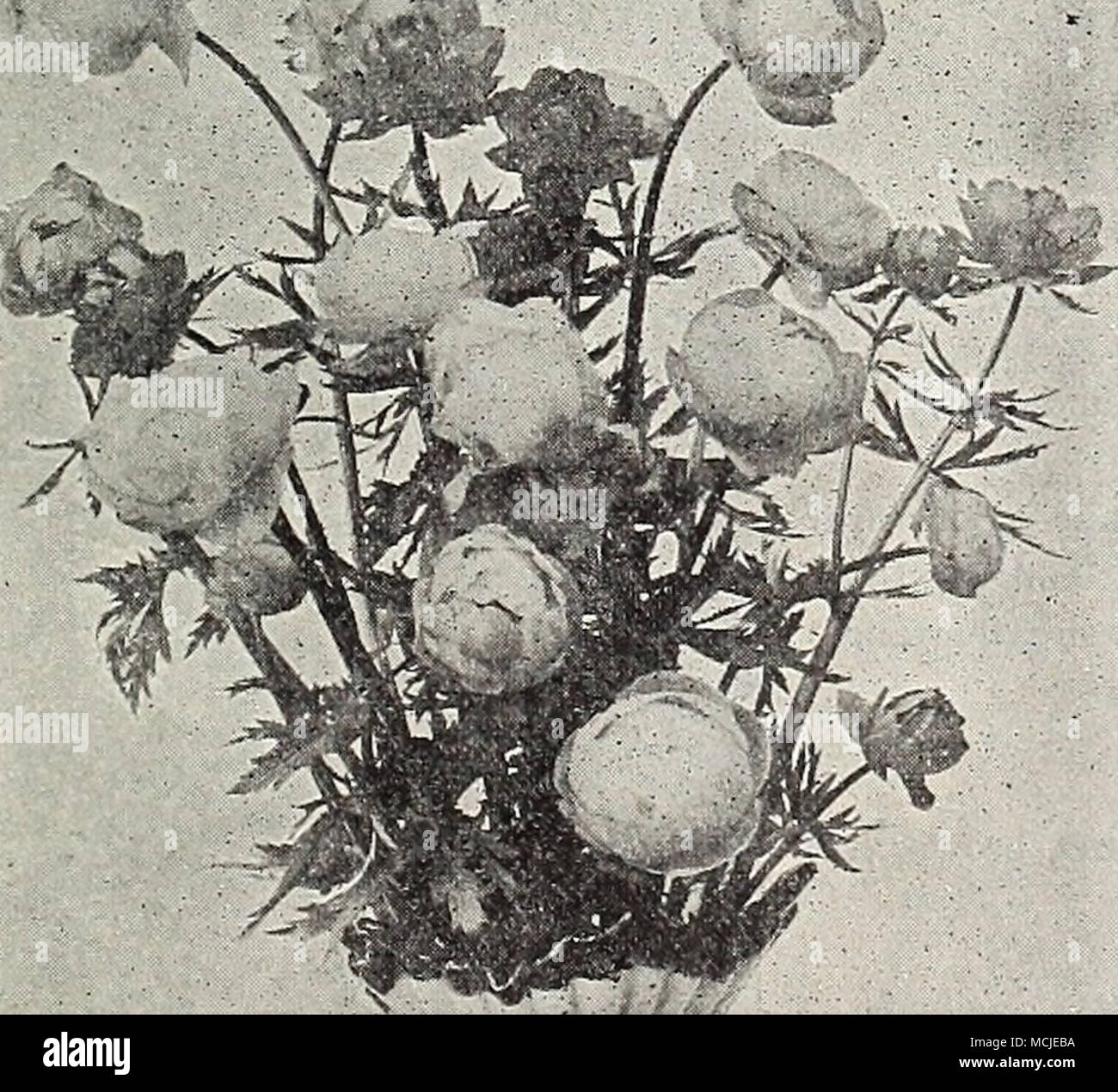 . Trollius (Globe Flower). Tricolor. A charmin distinct colors are ...