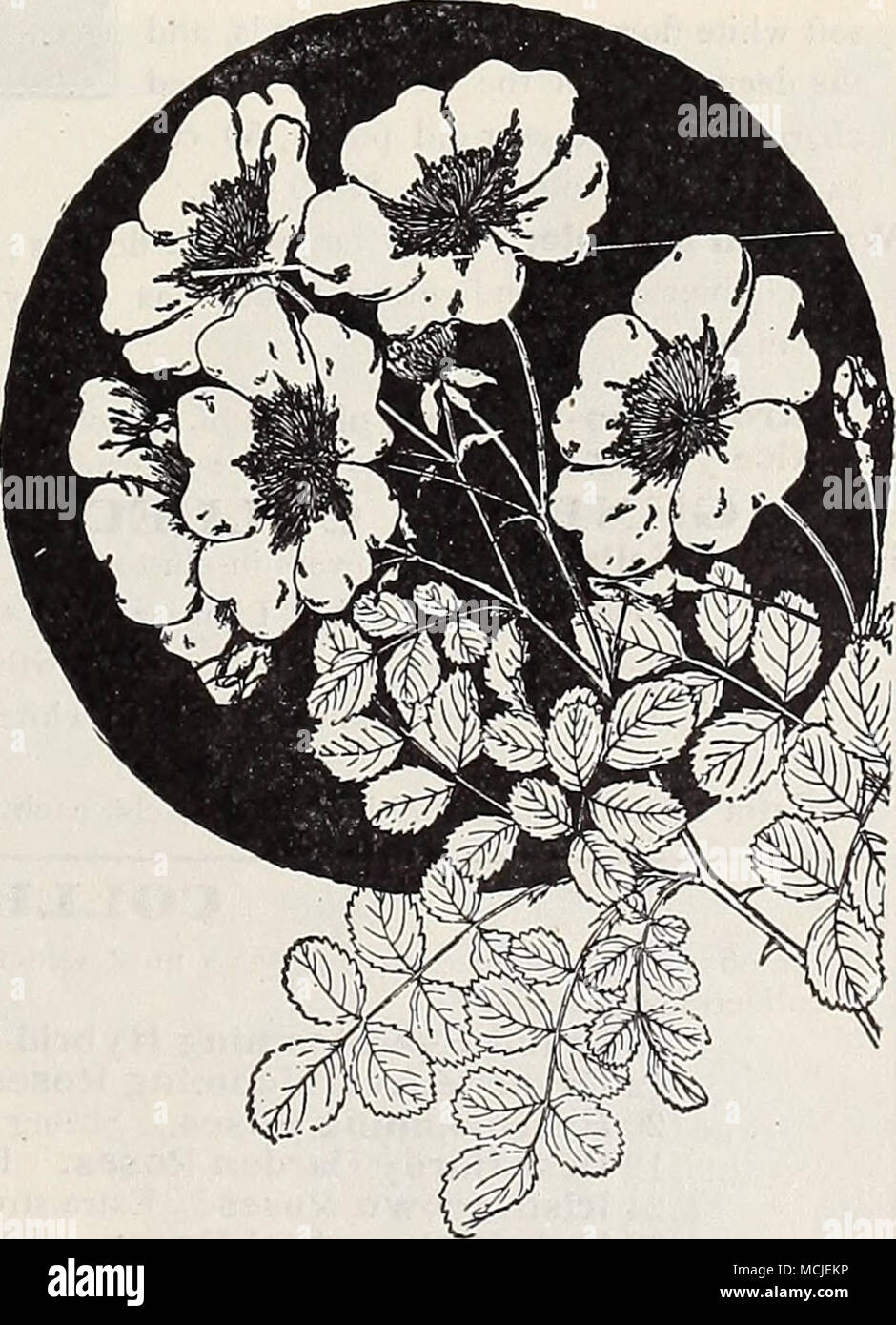 . The Memorial Rose. Our list of Now Woses contains some extra fine ...