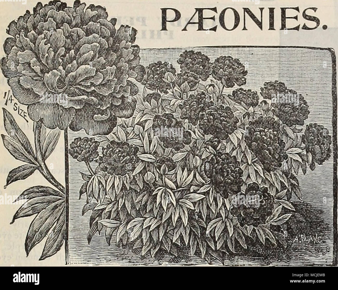 50 ac 25 ac hi-res stock photography and images - Alamy