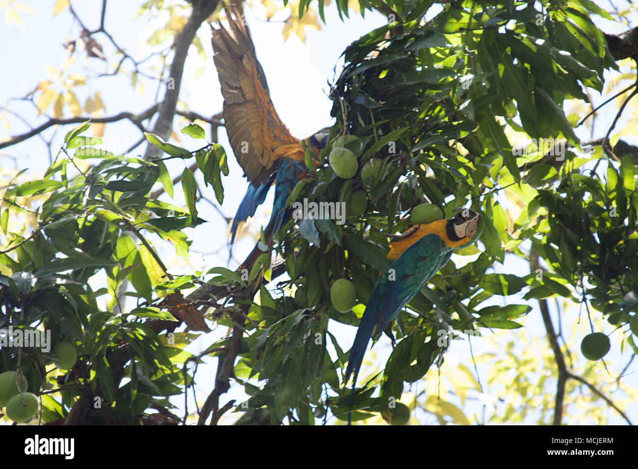 The blue-and-yellow macaw (Ara ararauna) also known as the blue-and ...