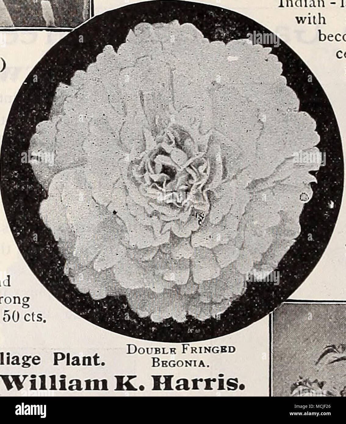 Per dozen pricing hi-res stock photography and images - Alamy