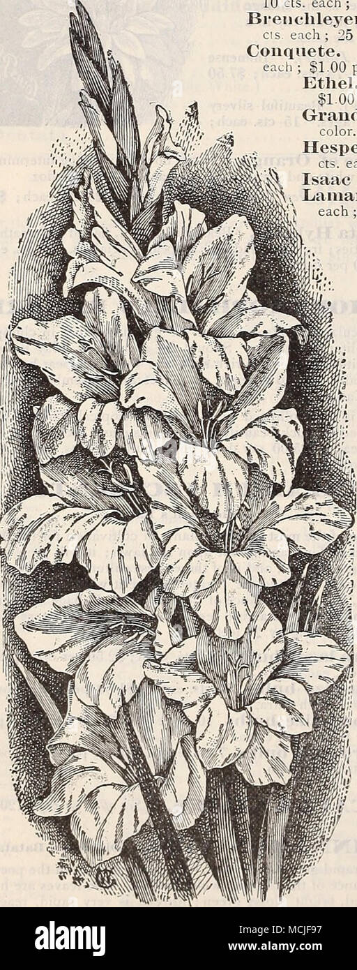 . Gladiolus, Whitu Lady Stock Photo - Alamy