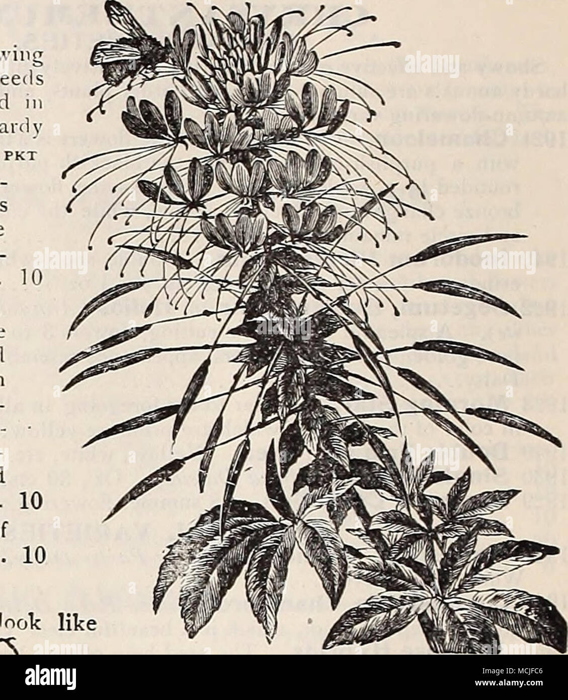 Coccinea hybrid hi-res stock photography and images - Alamy