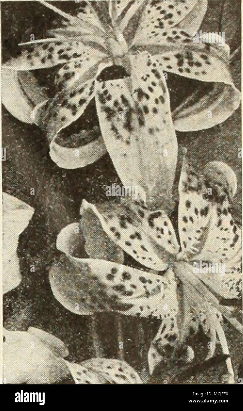 Rubrum lily hi-res stock photography and images - Alamy