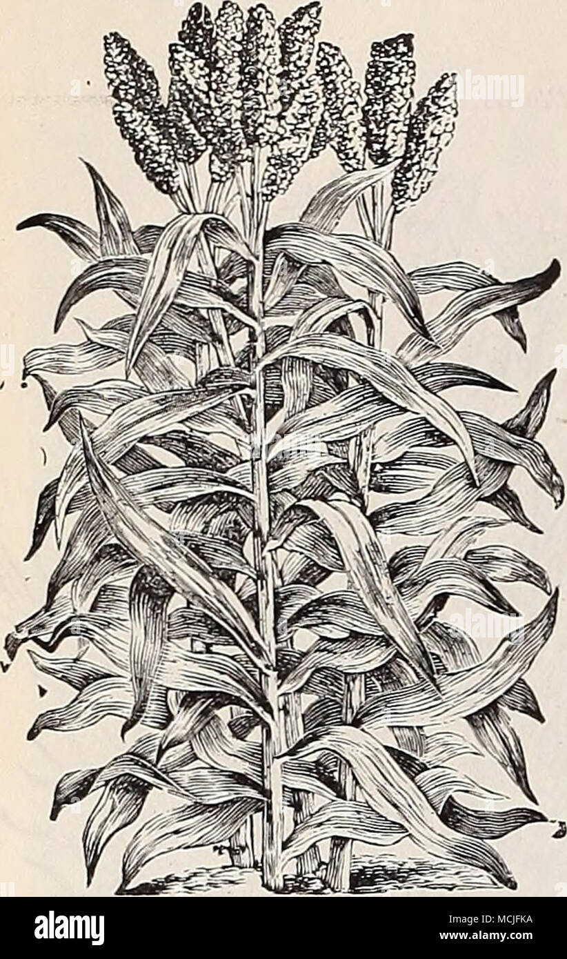 . Kaffir Corn. Broom Corn {Improved Evergreen). Exclusively grown on ...