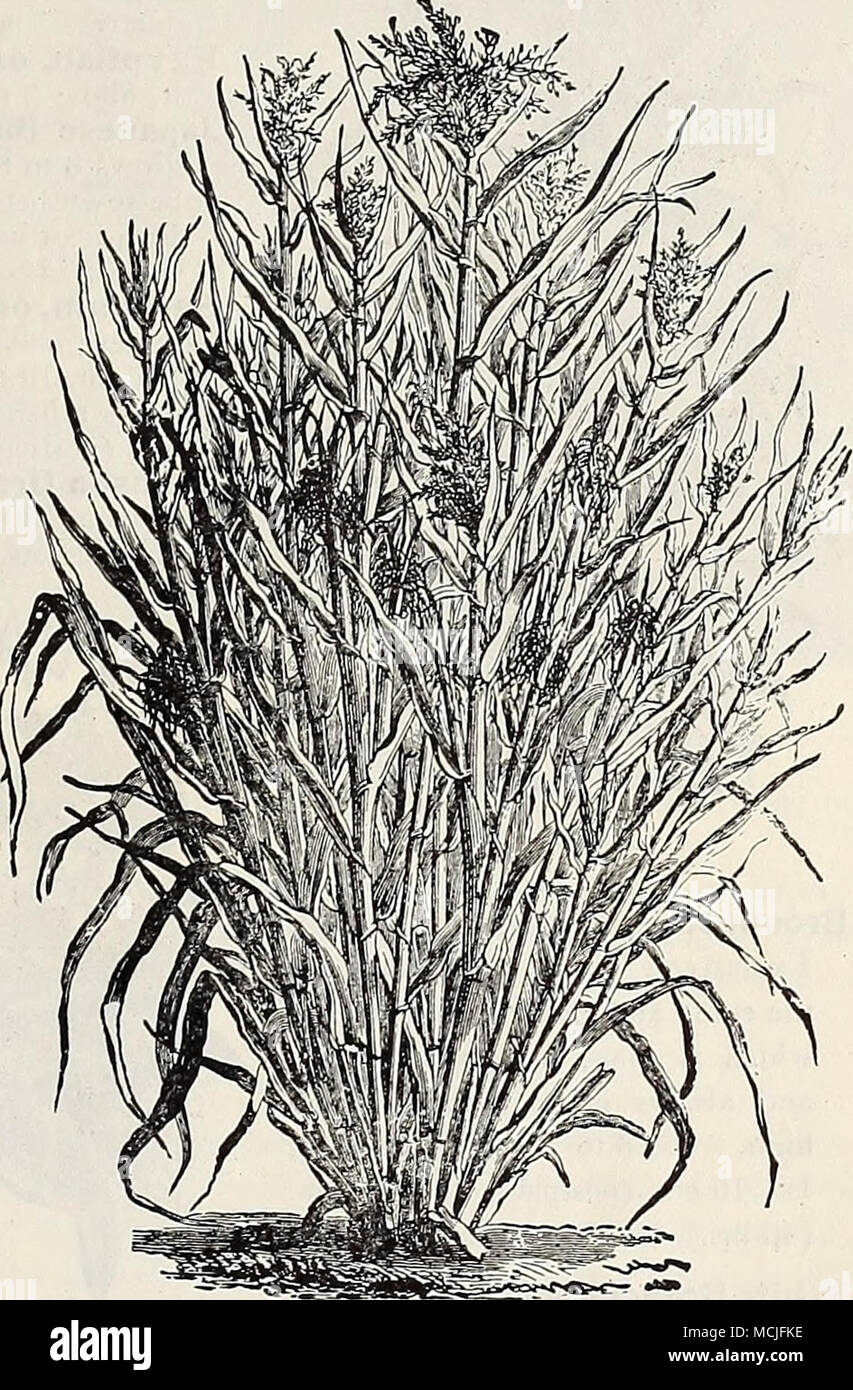 Teosinte hi-res stock photography and images - Alamy