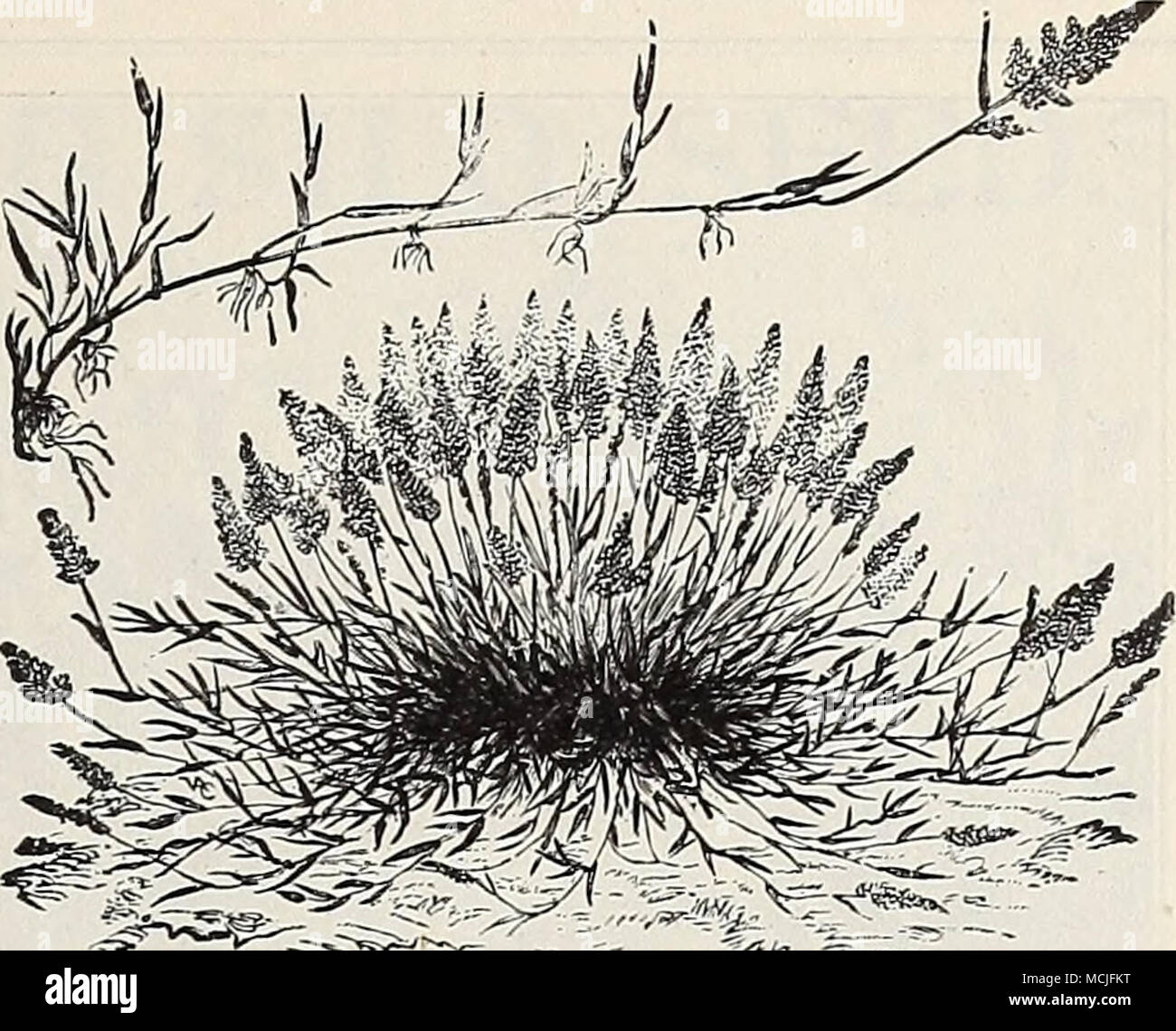 . Creeping Bent Grass Stock Photo - Alamy