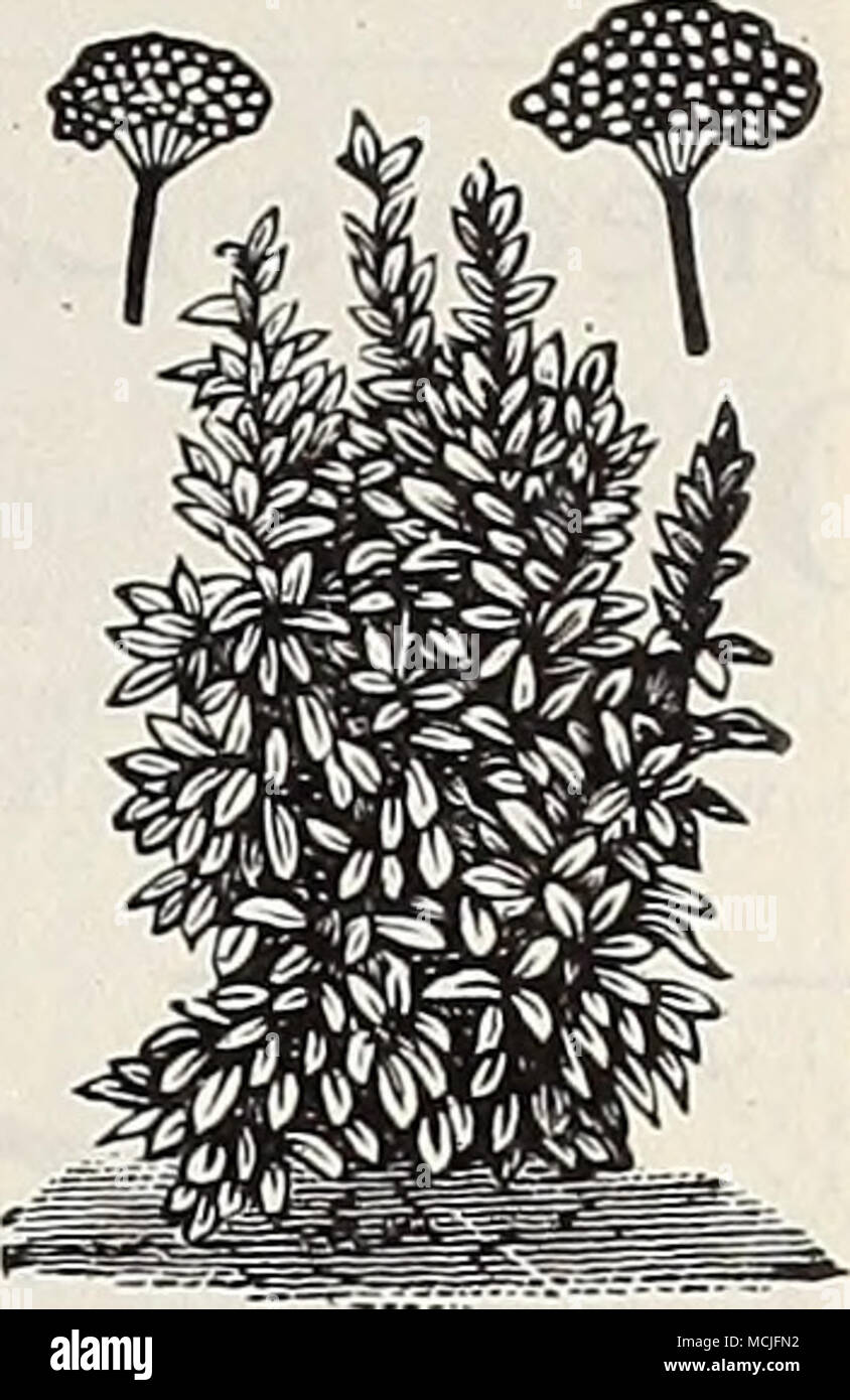 . Sweet Marjoram. Sage Vegetable Plants and Roots Stock Photo - Alamy