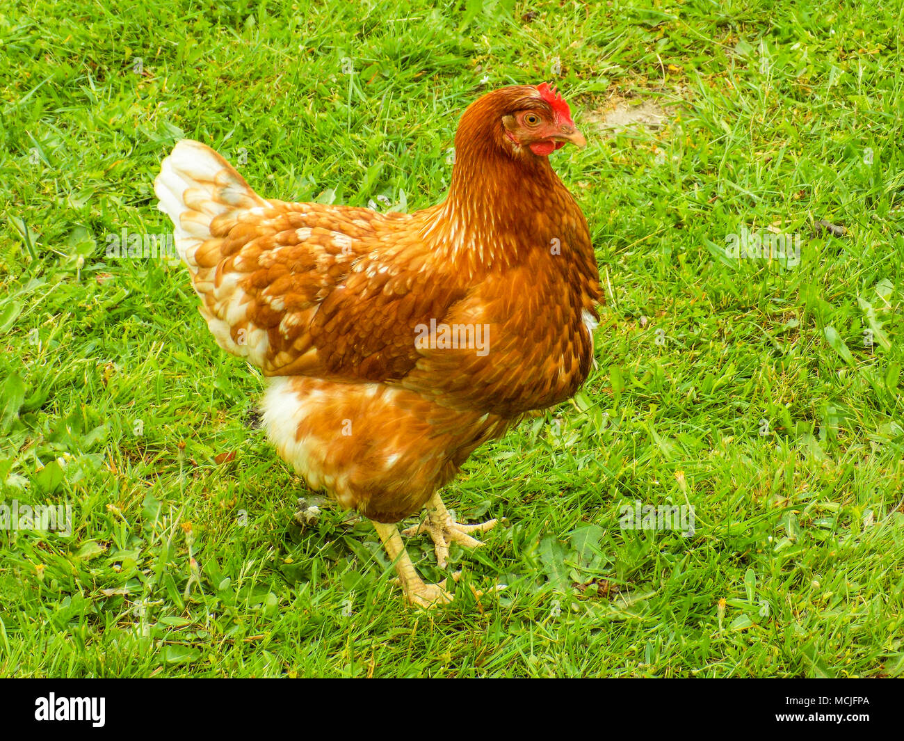 Hen and domestic breeding rooster Stock Photo - Alamy