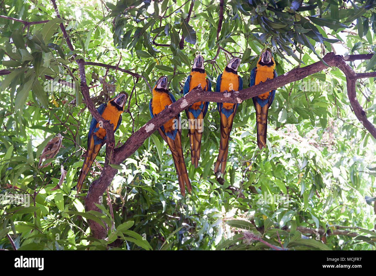 The blue-and-yellow macaw (Ara ararauna) also known as the blue-and ...