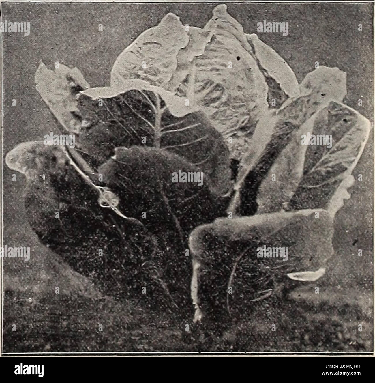 Trianon cos hi-res stock photography and images - Alamy