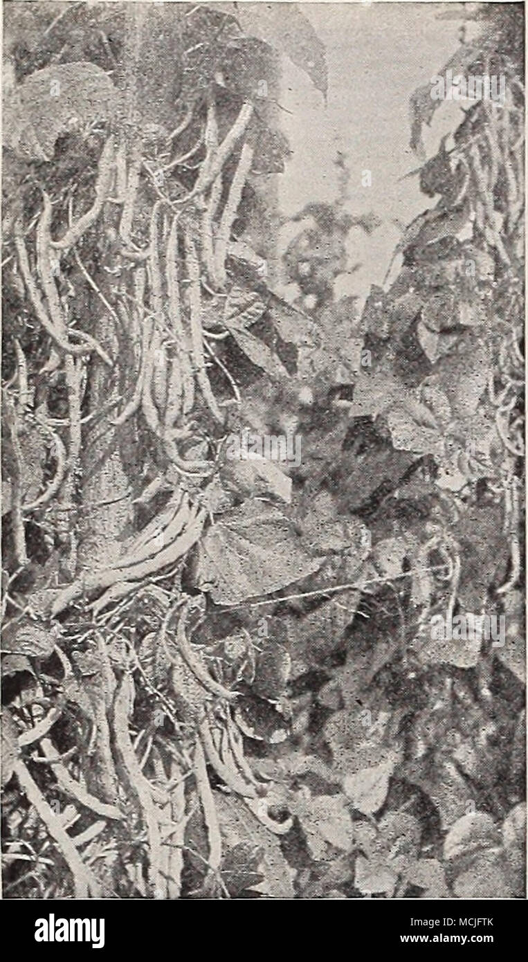 . Kentucky Wonder Pole Bean. White Dutch Runner. Ornamental variety ...