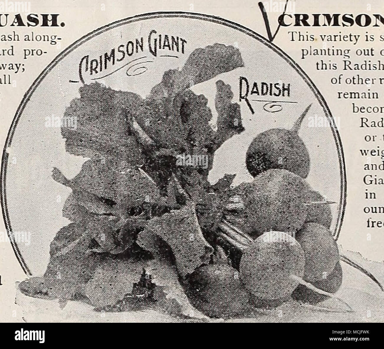 New potato varieties hi-res stock photography and images - Alamy