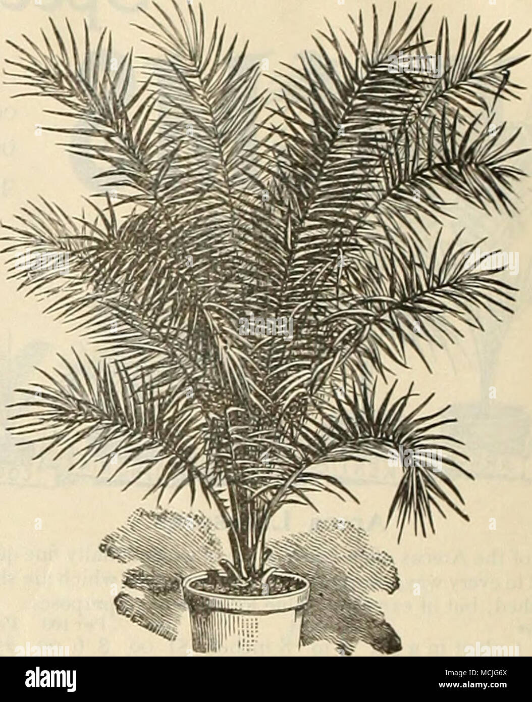 Phoenix reclinata hi-res stock photography and images - Alamy