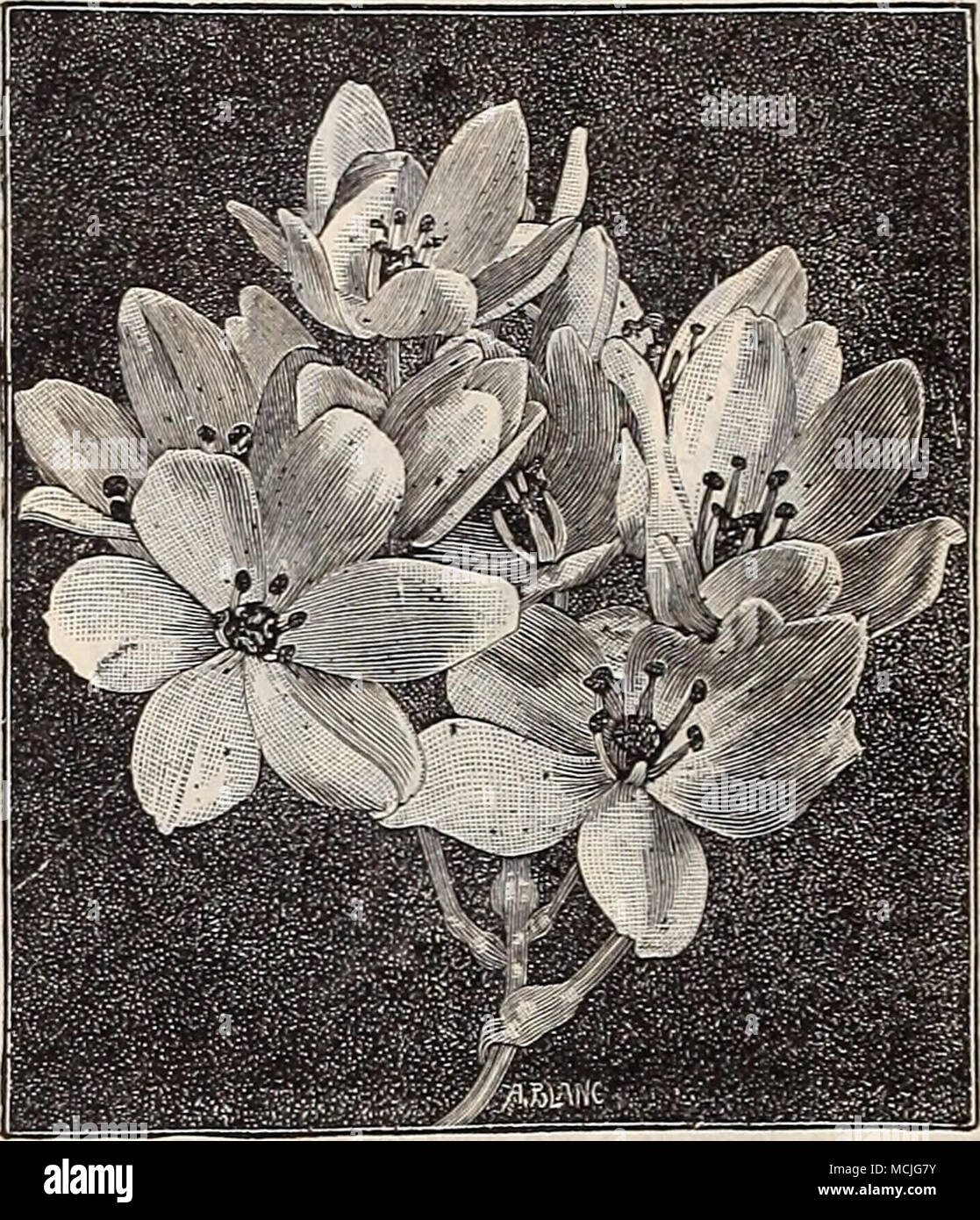 . Grape Hyacinths. MUSCARIA. BotryoideS (Grape Hyacinth). One of the ...