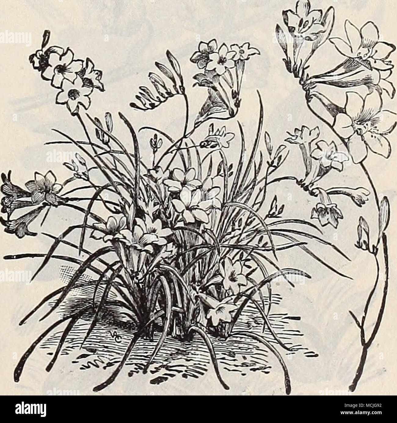 Freesia refracta ‘alba hi-res stock photography and images - Alamy