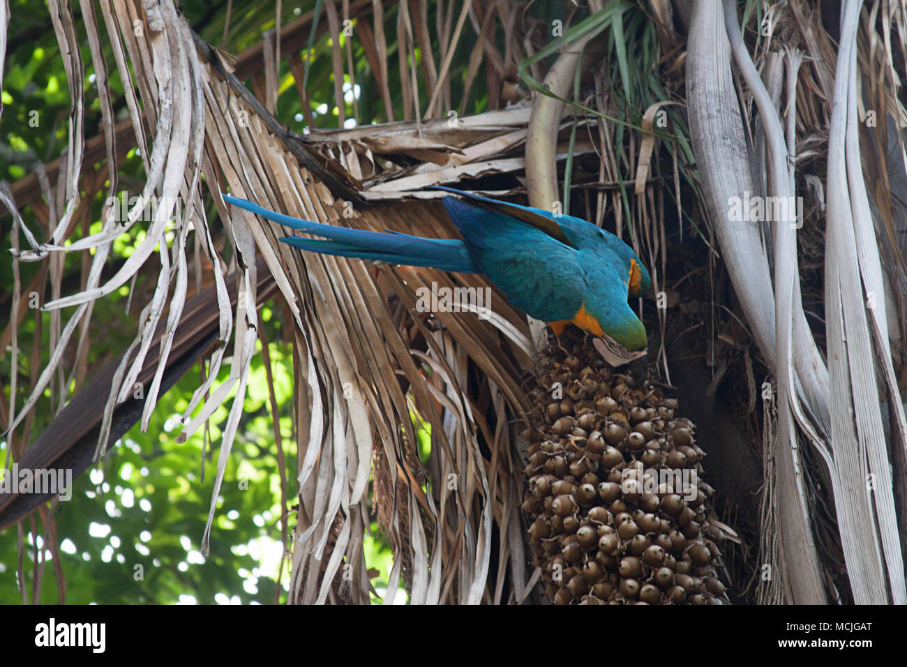 The blue-and-yellow macaw (Ara ararauna) also known as the blue-and ...