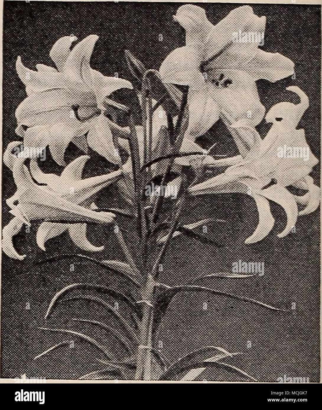 . Lilium Harrisi Stock Photo - Alamy