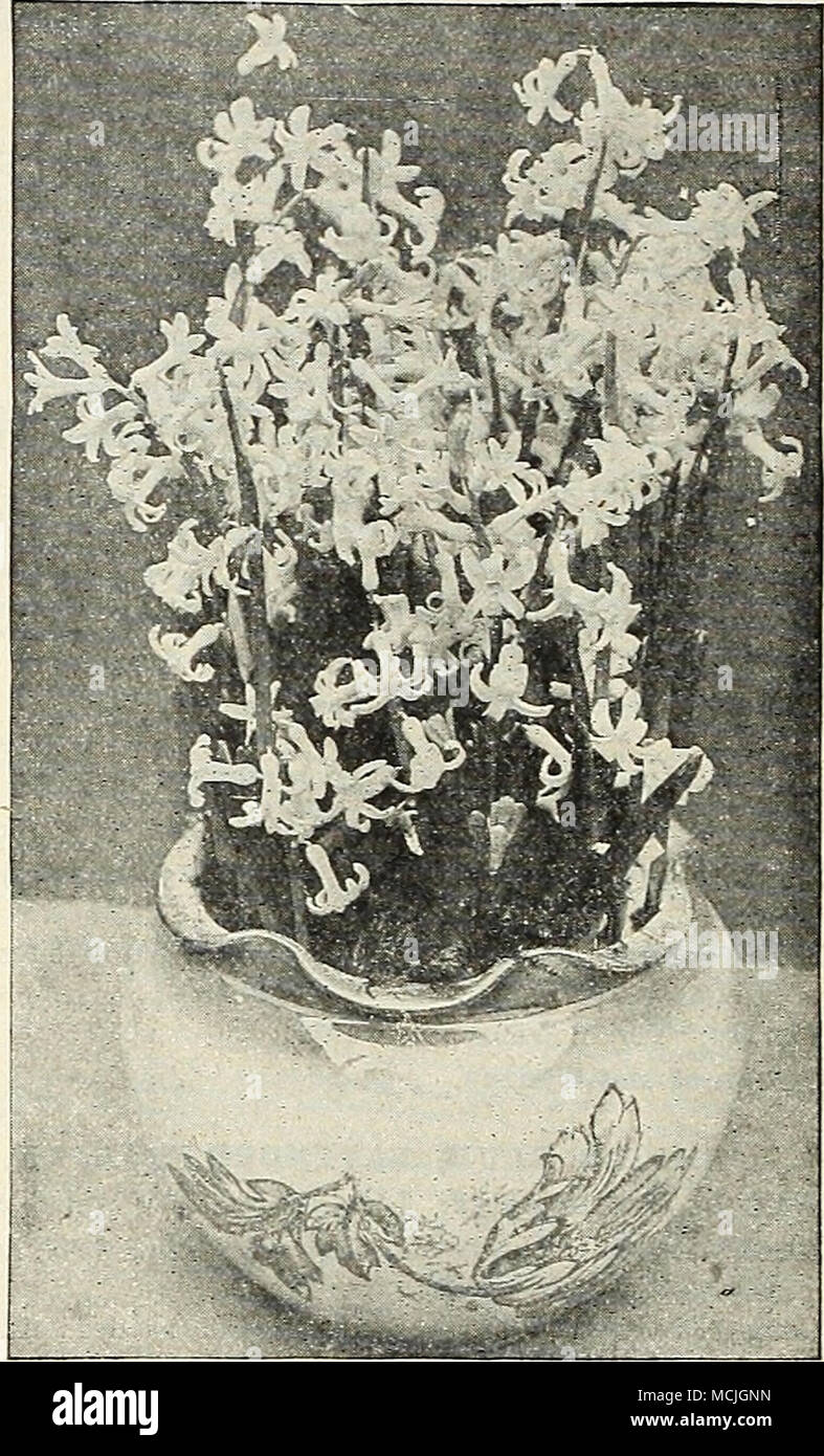 . Early White French Roman Hyacinths Stock Photo - Alamy