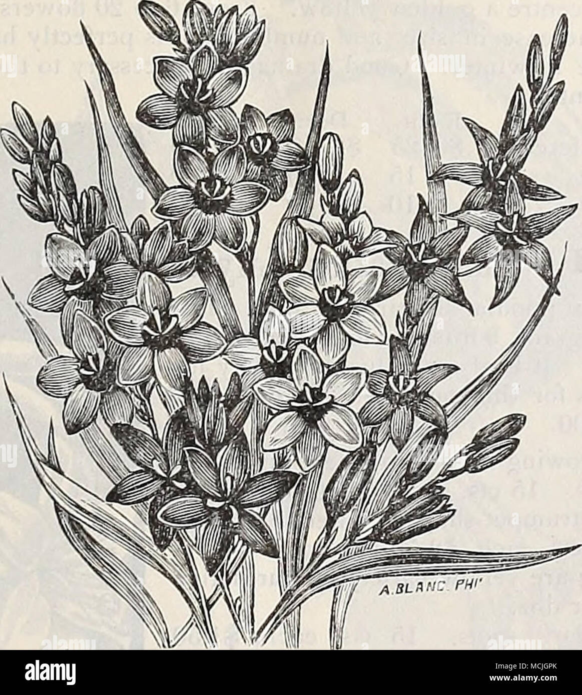 Stars And Flowers Drawings