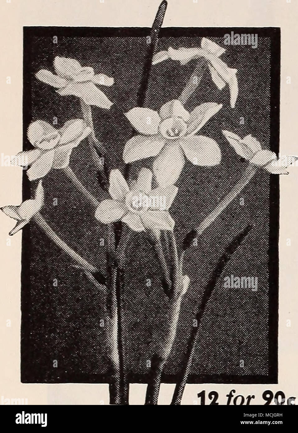 Varieties of jonquils hi-res stock photography and images - Alamy