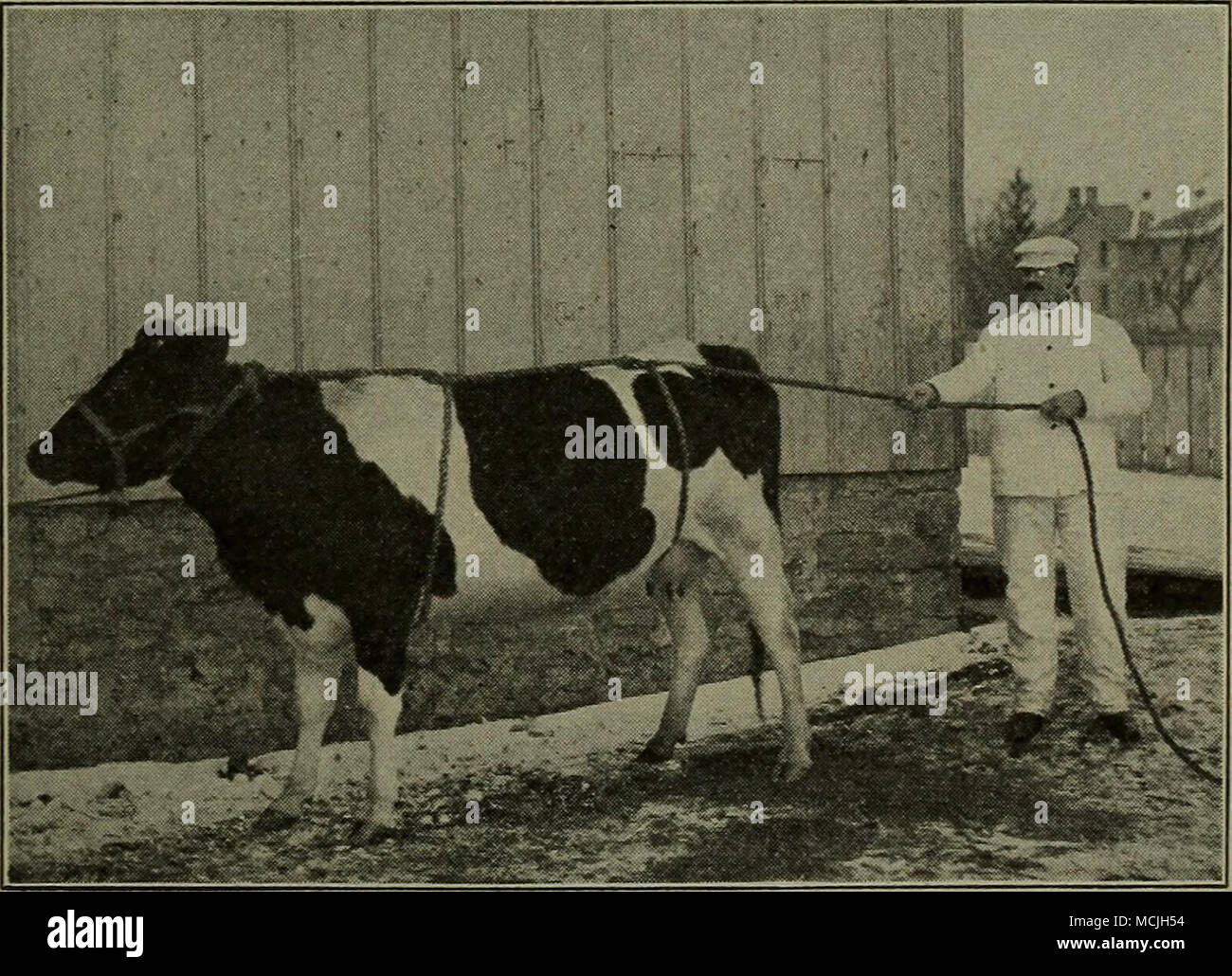 Castrating cattle hi-res stock photography and images - Alamy