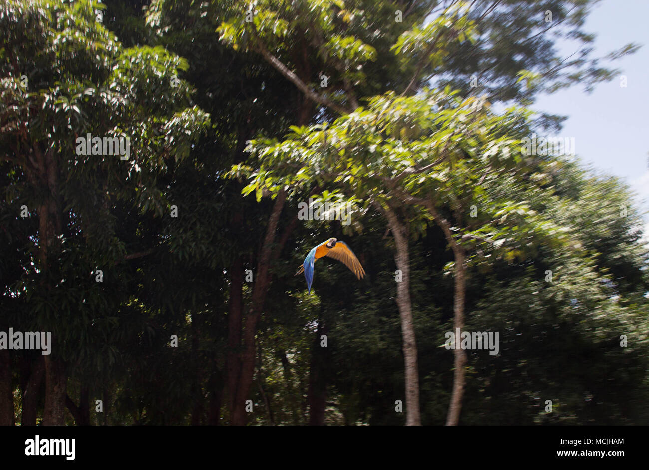 The blue-and-yellow macaw (Ara ararauna) also known as the blue-and ...