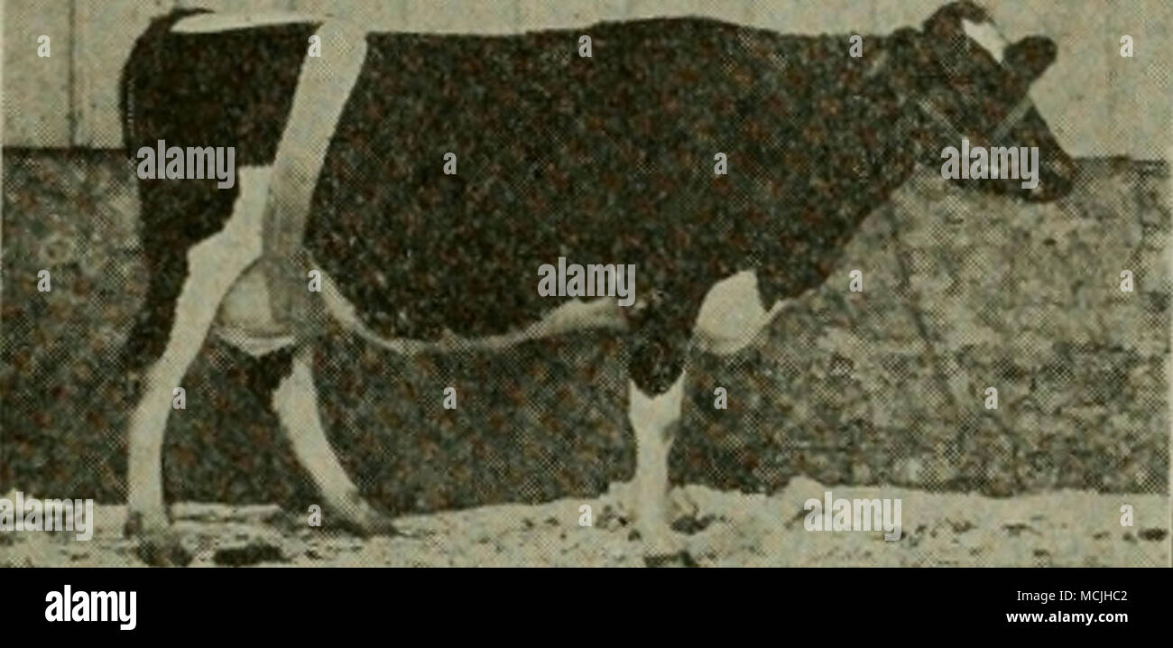 . How to Bandage Cow Suffering from Caked Udder. GENITAL DISEASE. As ...