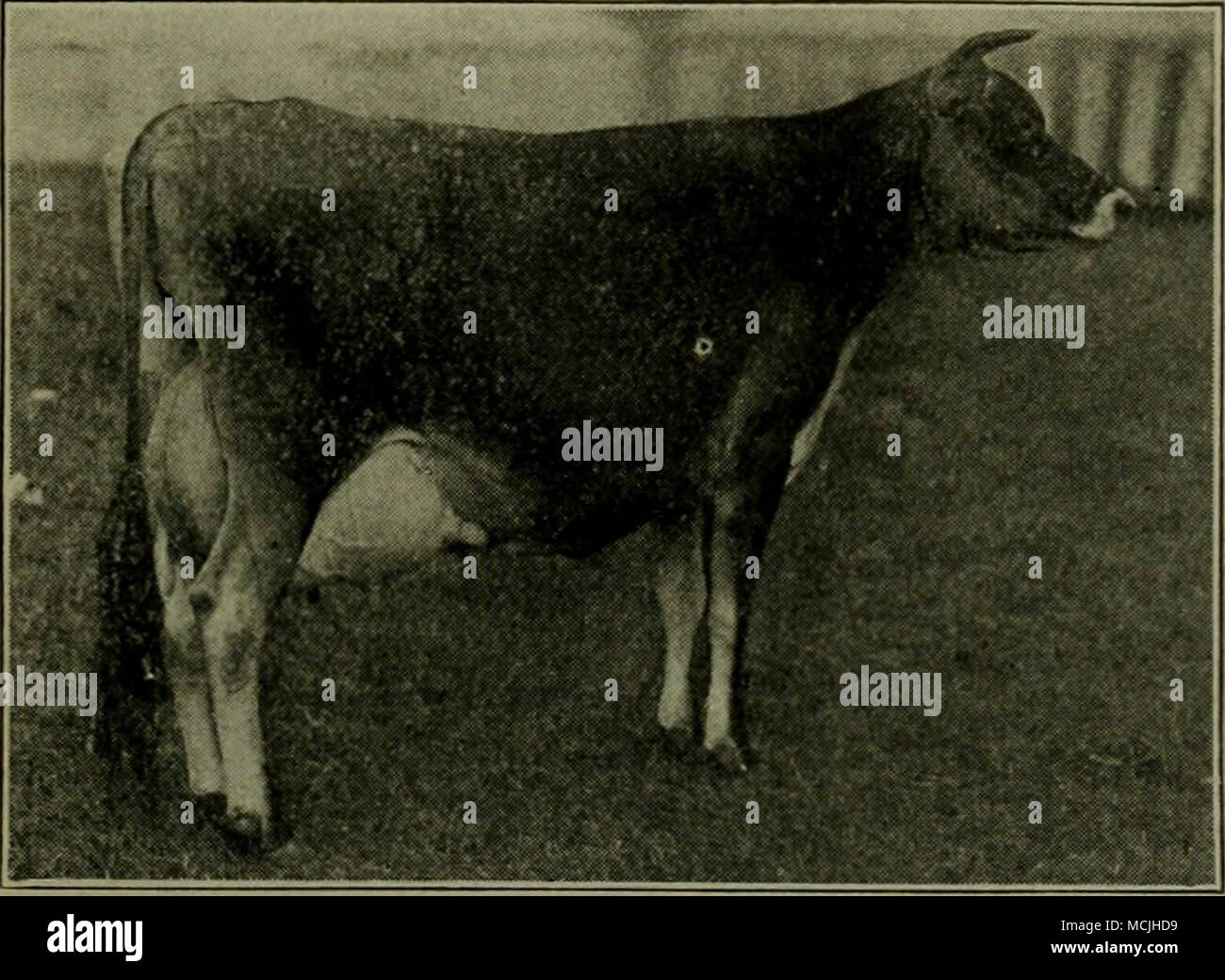 Durham Cattle High Resolution Stock Photography and Images - Alamy