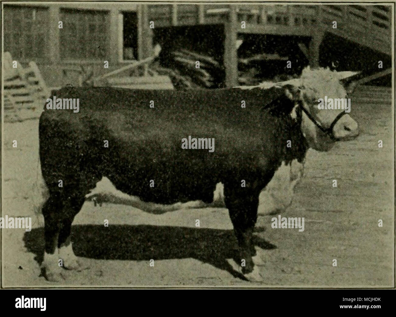 . Hereford. along the back, and white legs and bellv. They possess the ...