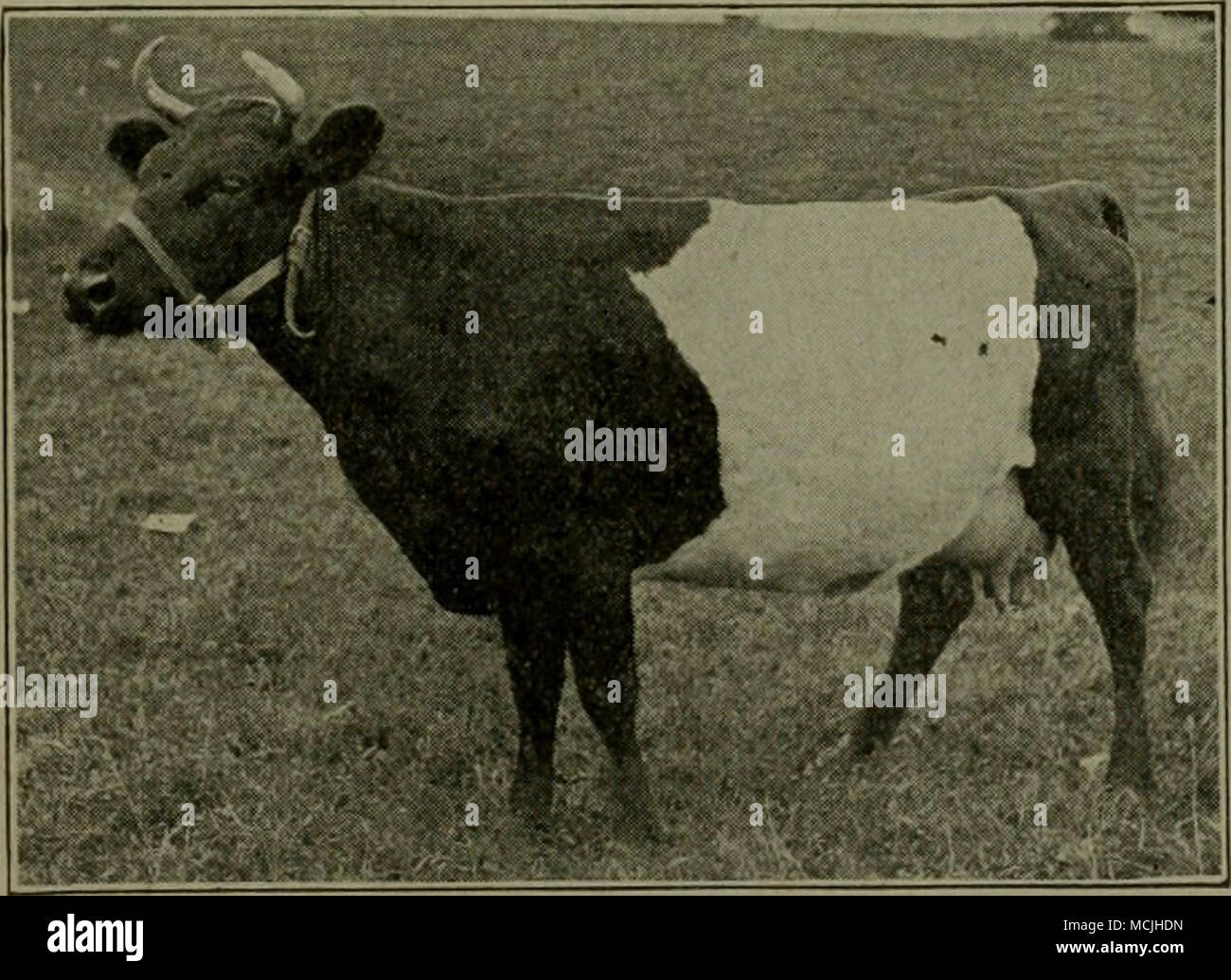 . Dutch Belted Stock Photo - Alamy