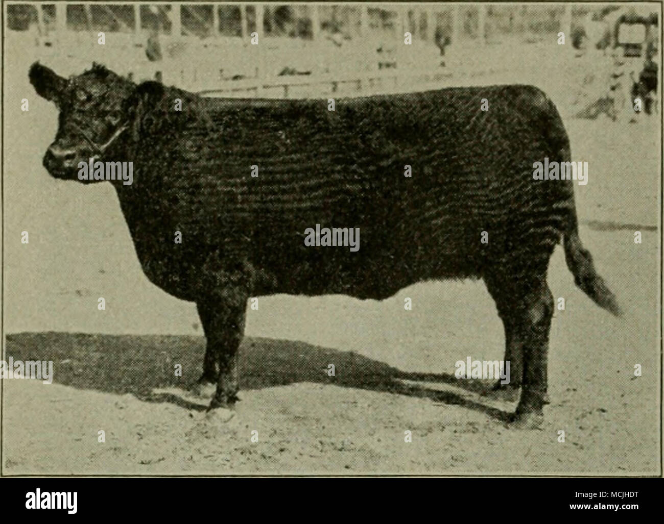 . Galloway. GALLOWAY CATTLE. The Galloways, a heef cattle, natives of ...
