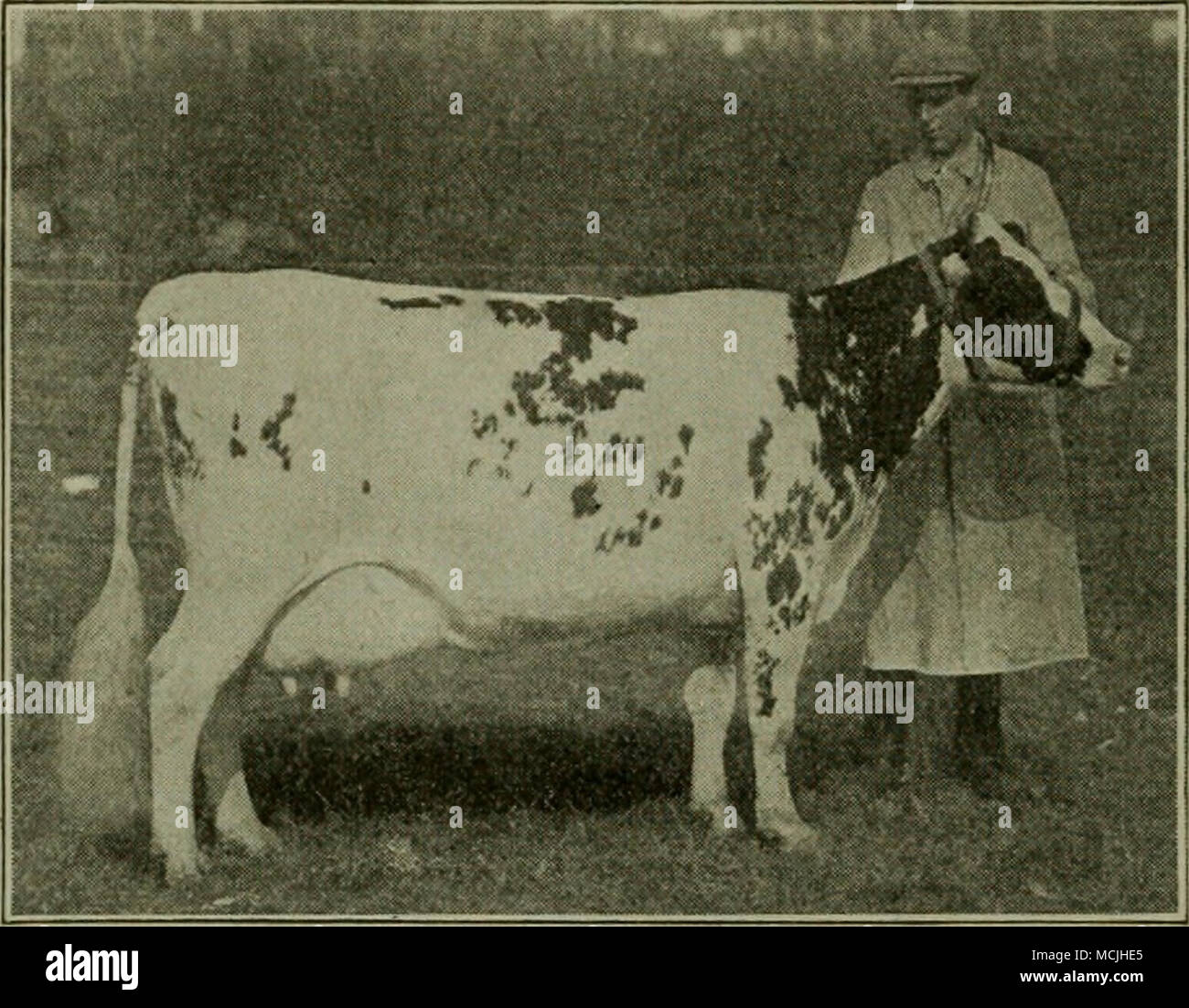 . Ayrshire. ANGUS CATTLE. The Angus, a beef breed, are natives of ...