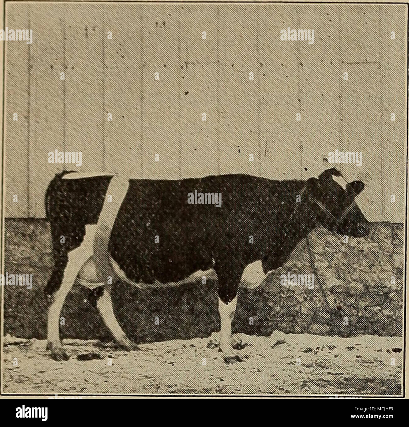 . How to Bandage Cow Suffering from Caked Udder. GENITAL DISEASE. As ...