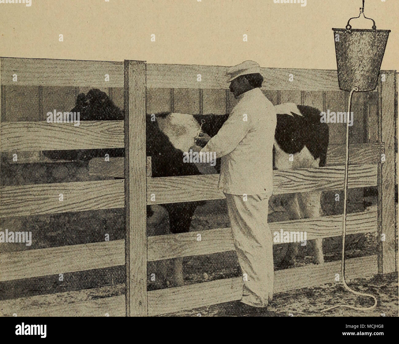 . Fig. 5. Attendant administering Hypodermic injection to cow in chute ...