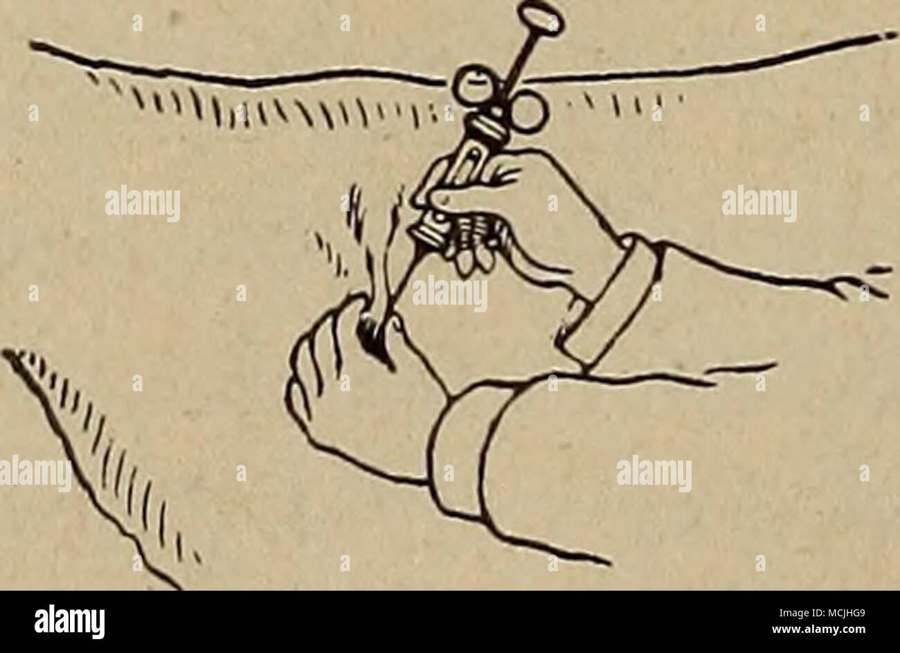 Shoulder blade cow hi-res stock photography and images - Alamy