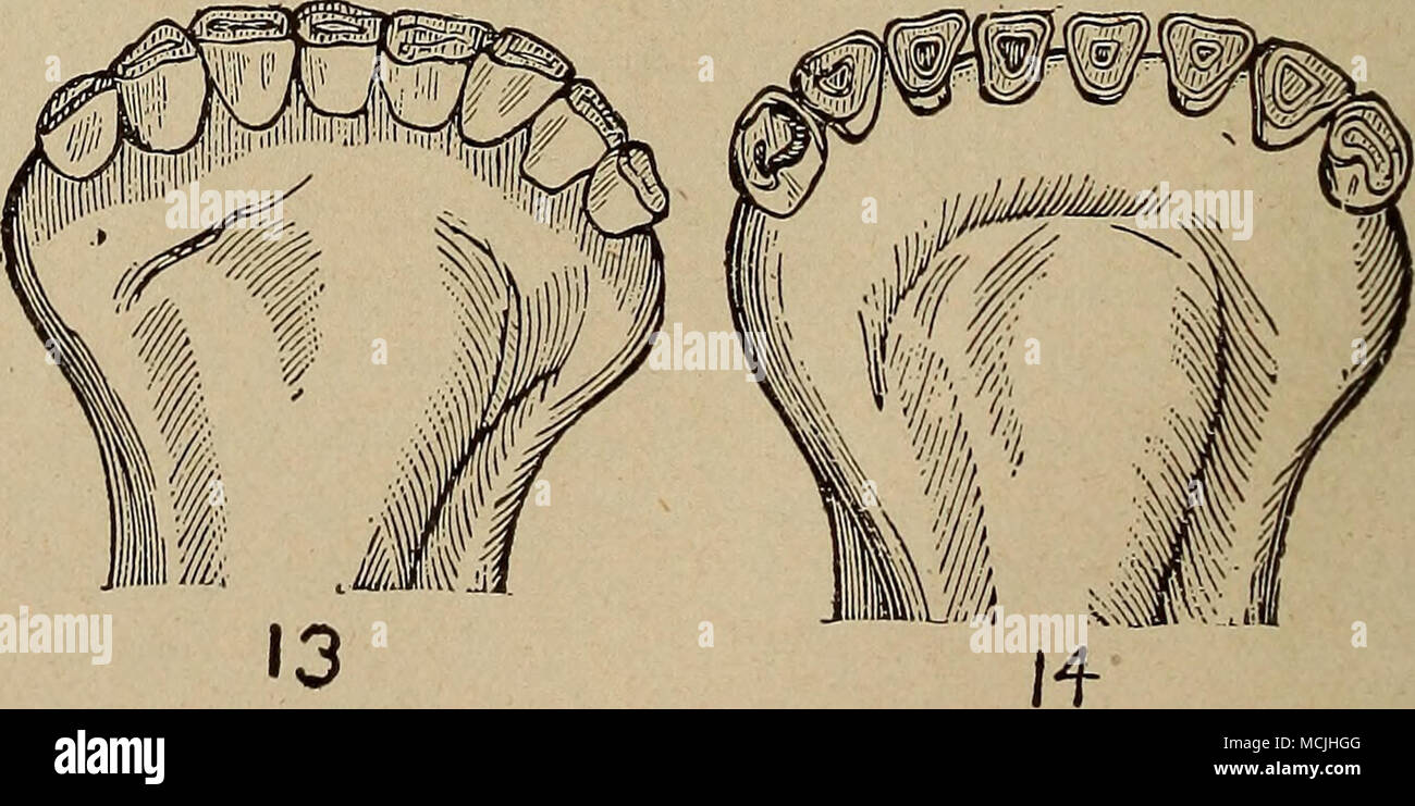 . Figure 1.—Teeth of calf at birth, showing the first two incisors ...