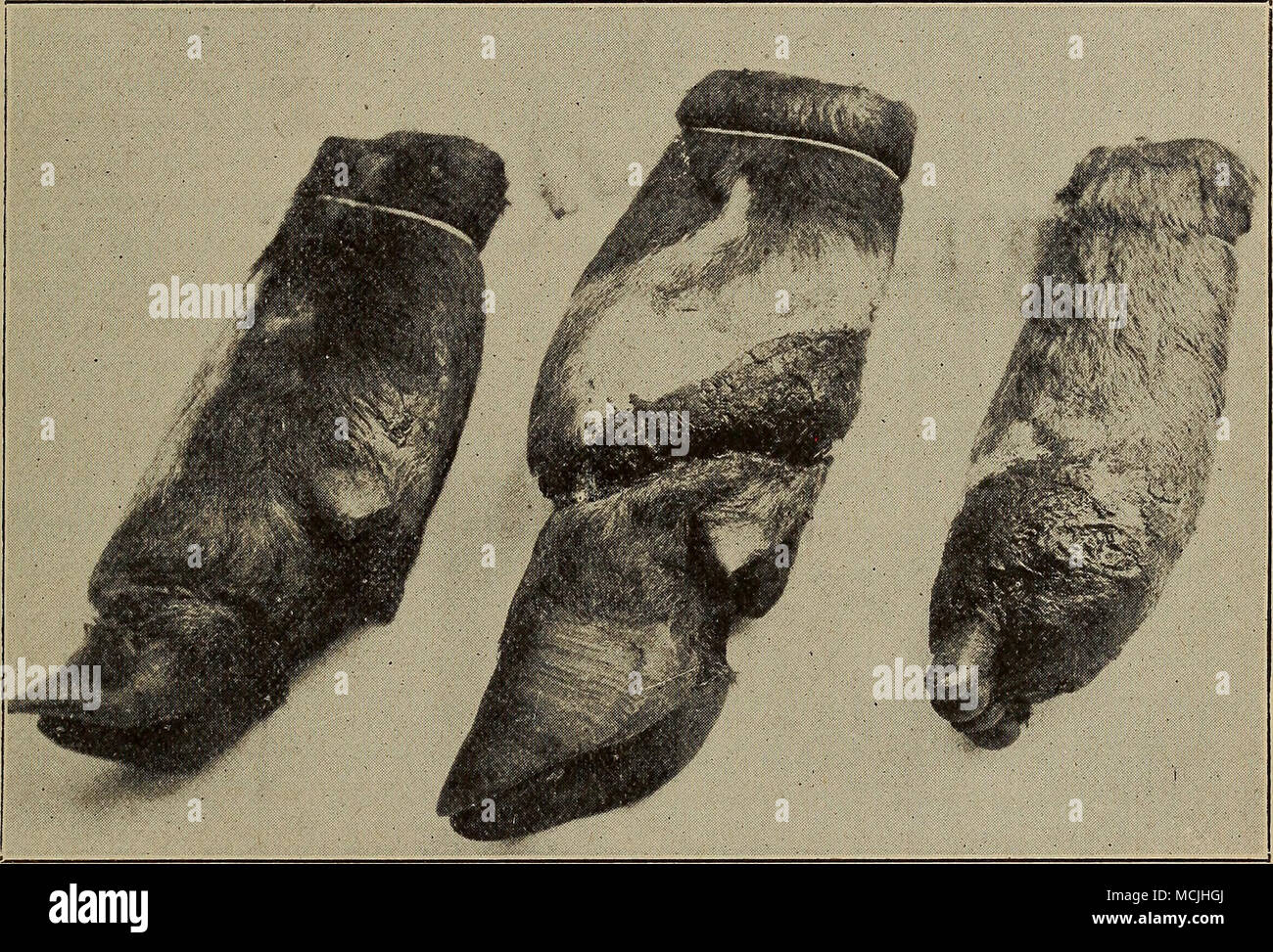 Ergotism hi-res stock photography and images - Alamy