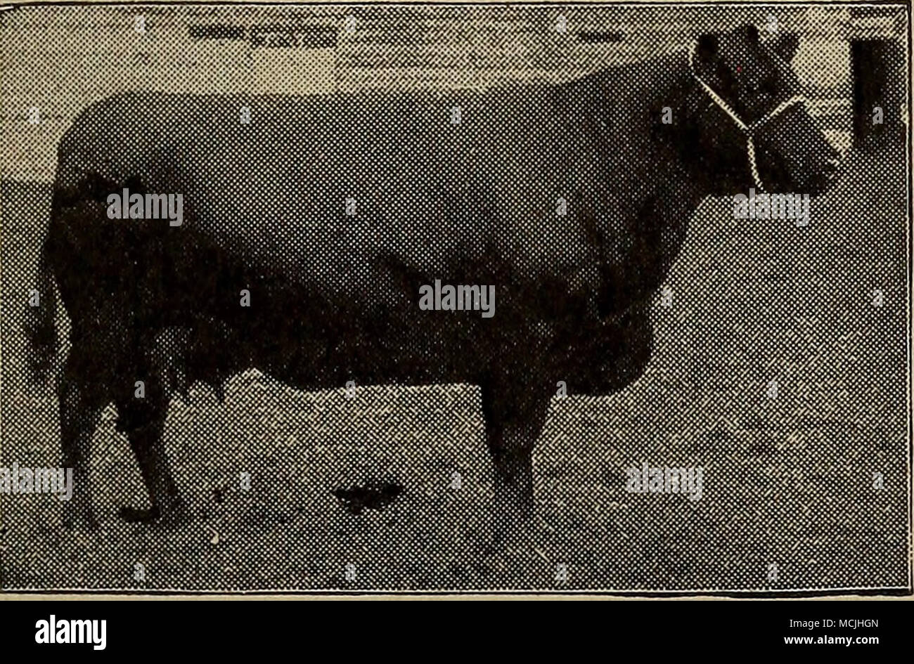 . Aberdeen-Angus. The Holstein, the largest of our dairy breeds, came ...