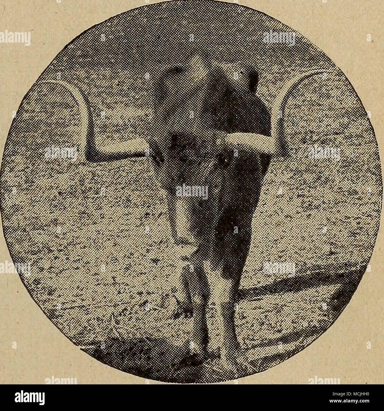 . Type of Original Spanish Cattle Stock Photo - Alamy