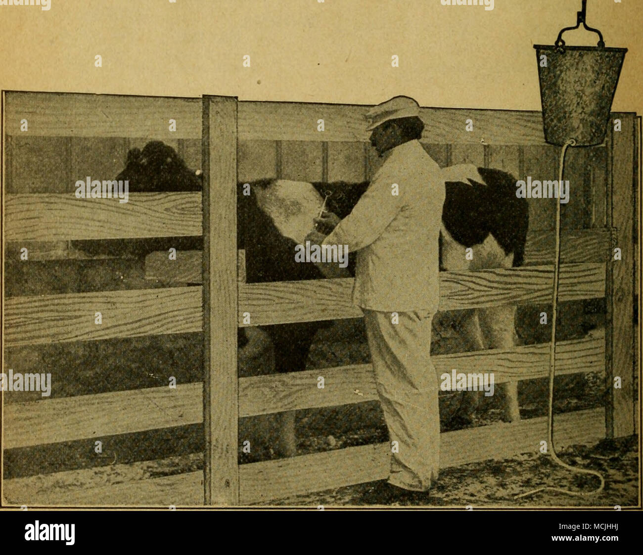. Fig. 5. Attendant administering Hypodermic injection to cow in chute ...