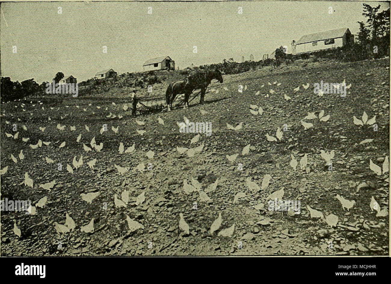 . Poultry Scene on Farm Stock Photo - Alamy