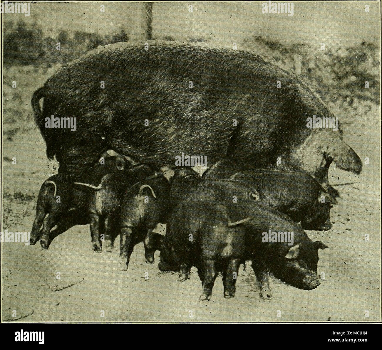 . SWINE Care and Management of Swine Selection—Feeding—How to Get Best ...