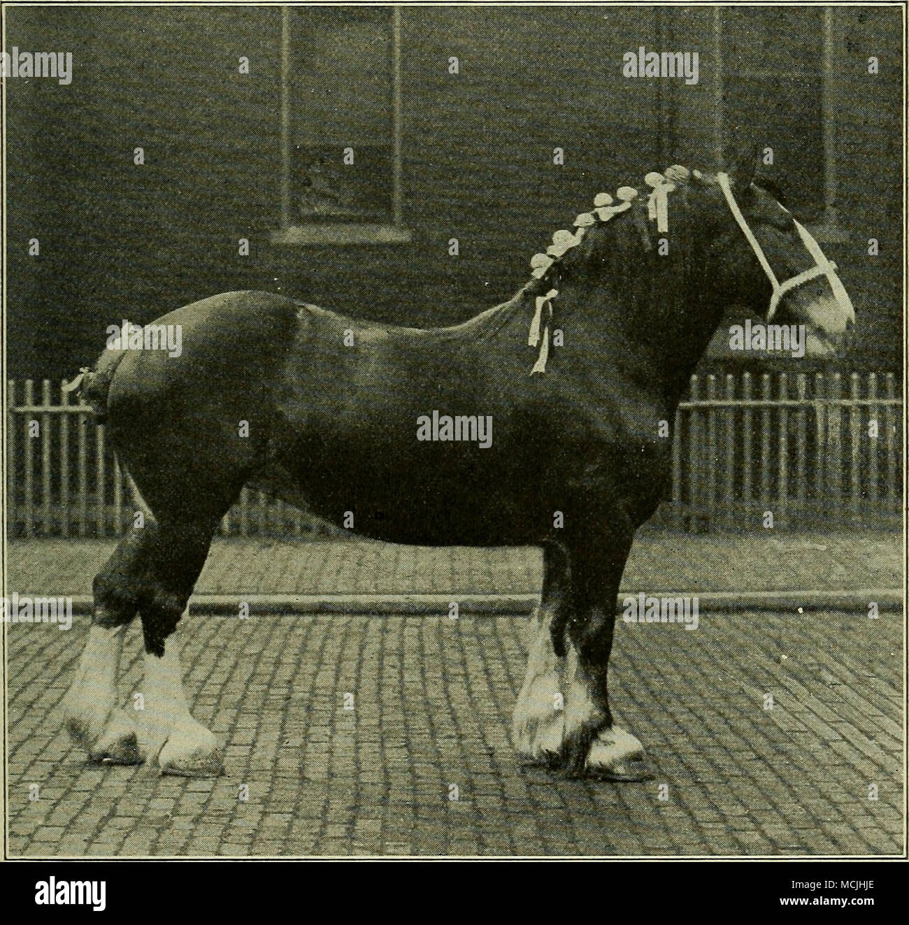 Black Clydesdale Horse